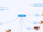 Los sentidos - Mind Map